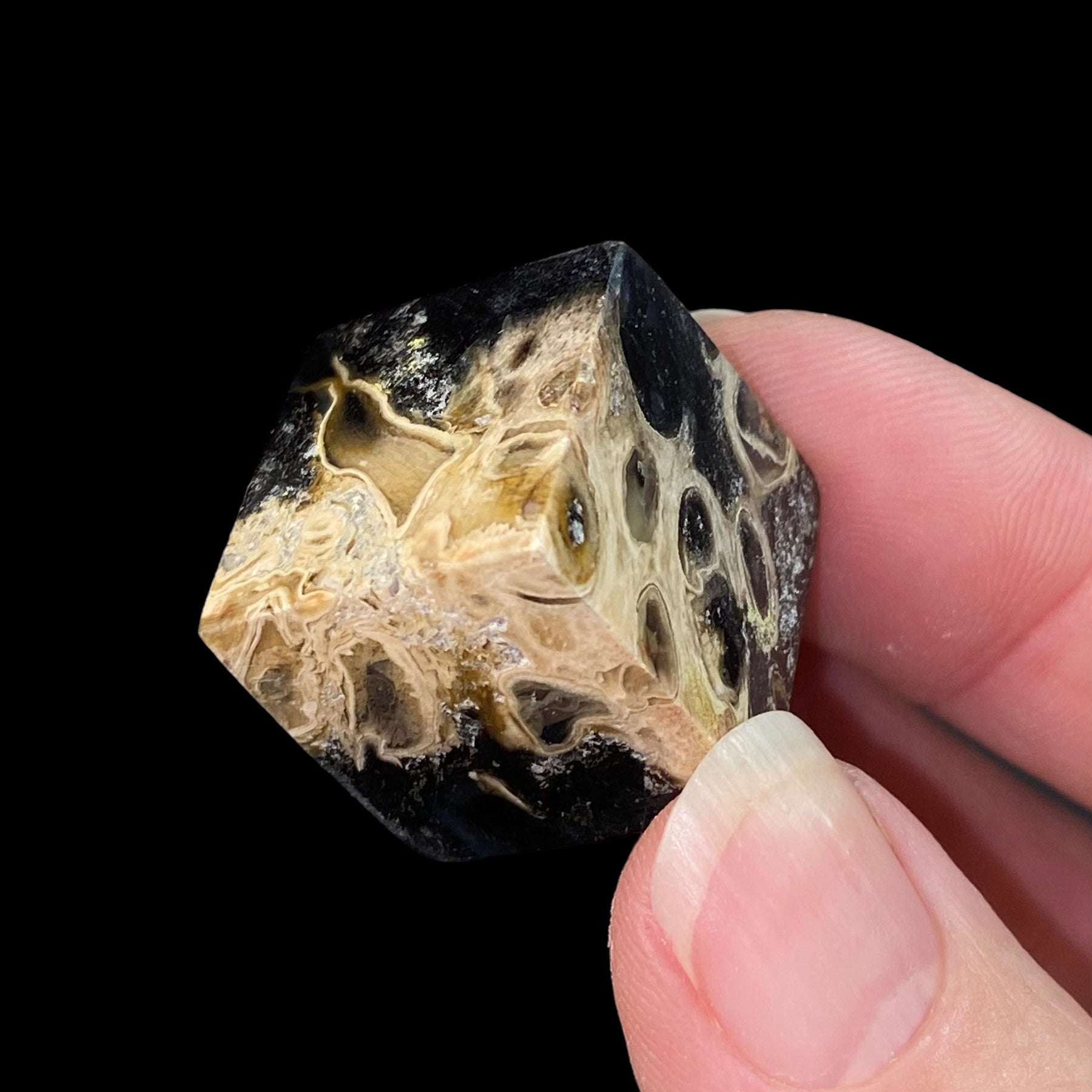 Fossilized Palm Root Cube - 2 cm