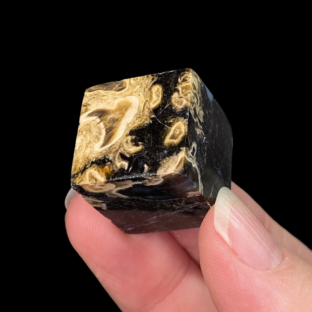 Fossilized Palm Root Cube - 2 cm