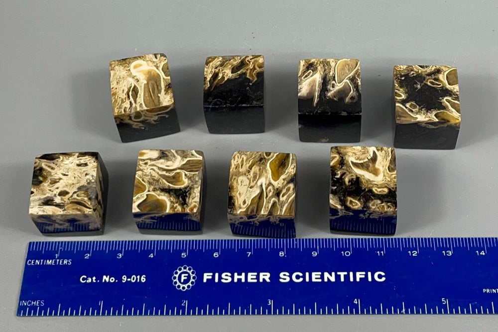 Fossilized Palm Root Cube - 2 cm